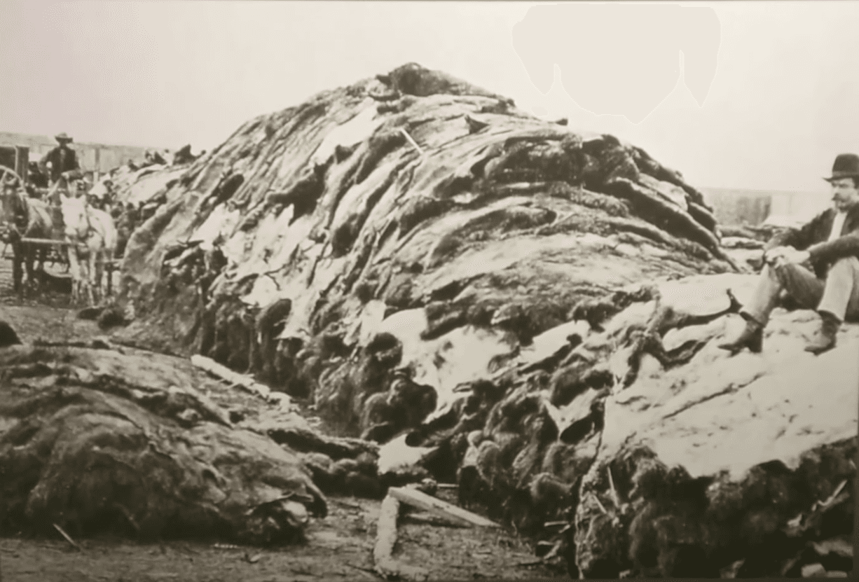 This Photo of Bison Skulls Shows How Close We Came To Making Bison Go ...