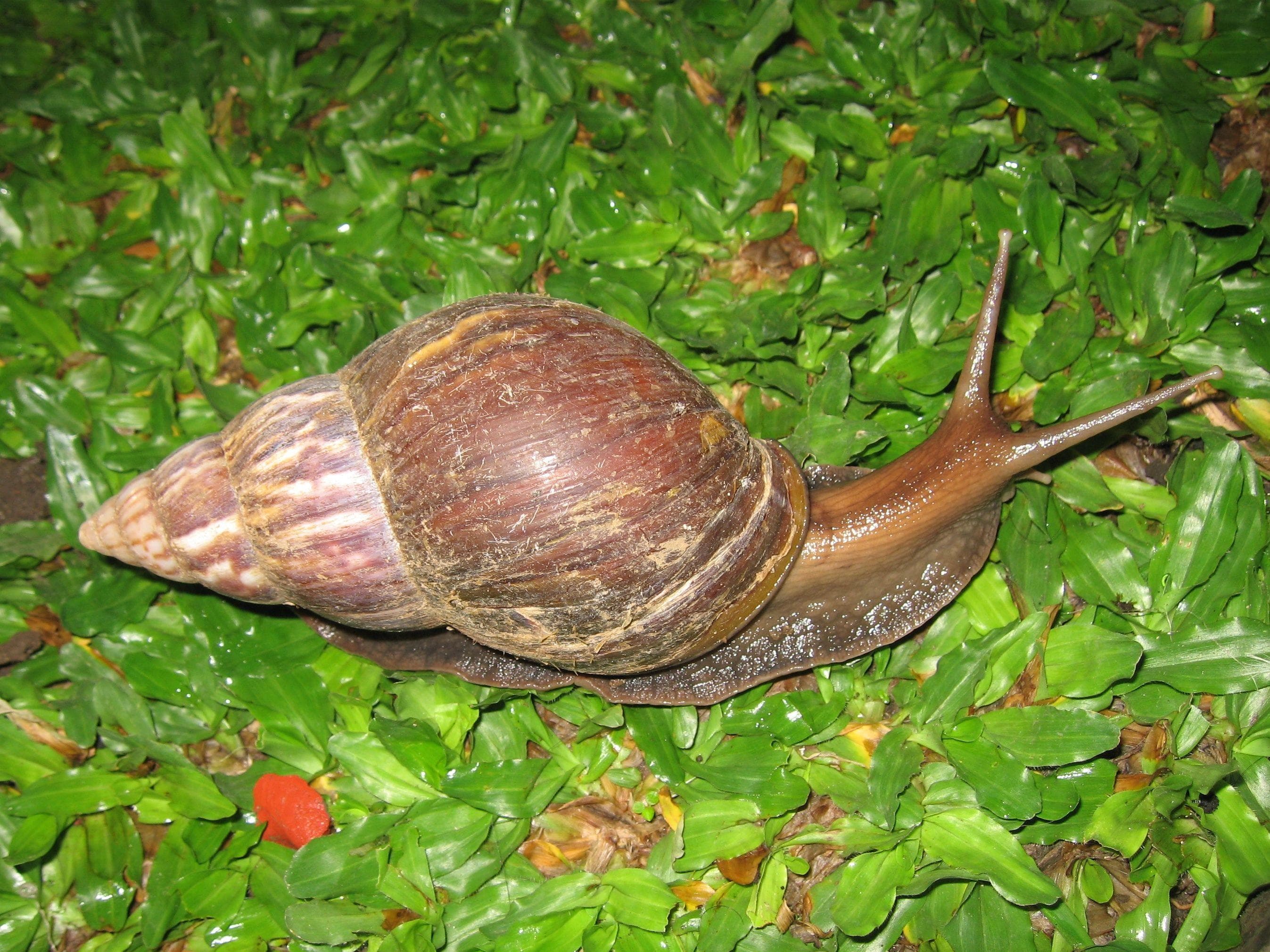 Giant African Land Snails Look Like Mutant Bunny Rabbits
