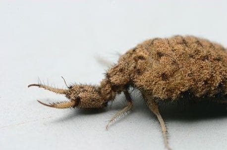 13 Creatures With The Most Horrifying Mandibles