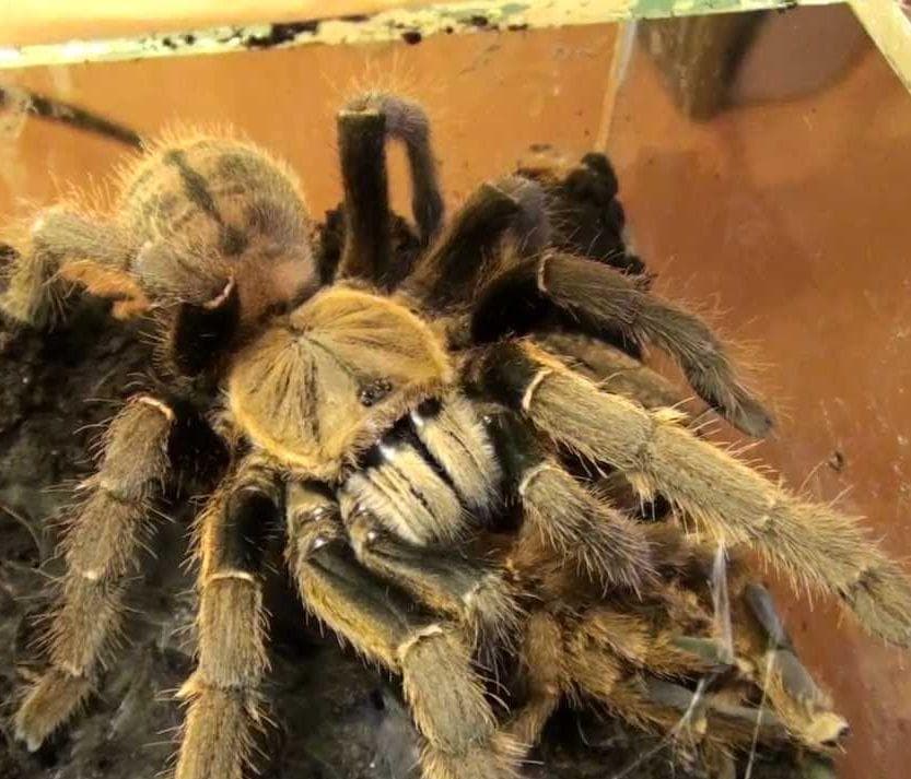 13 Creatures With The Most Horrifying Mandibles