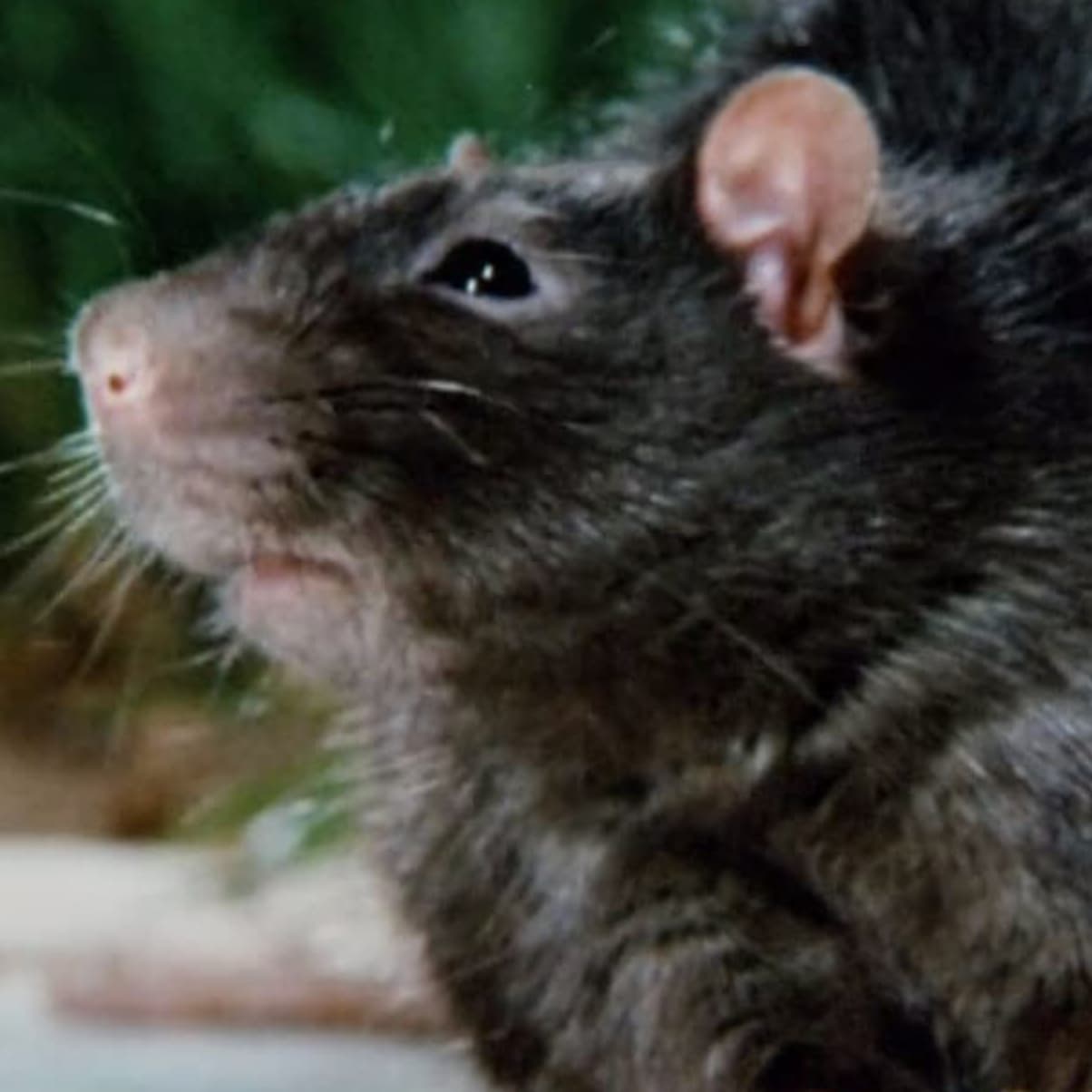 The 25+ Greatest Rat Characters | List of Fictional Rats