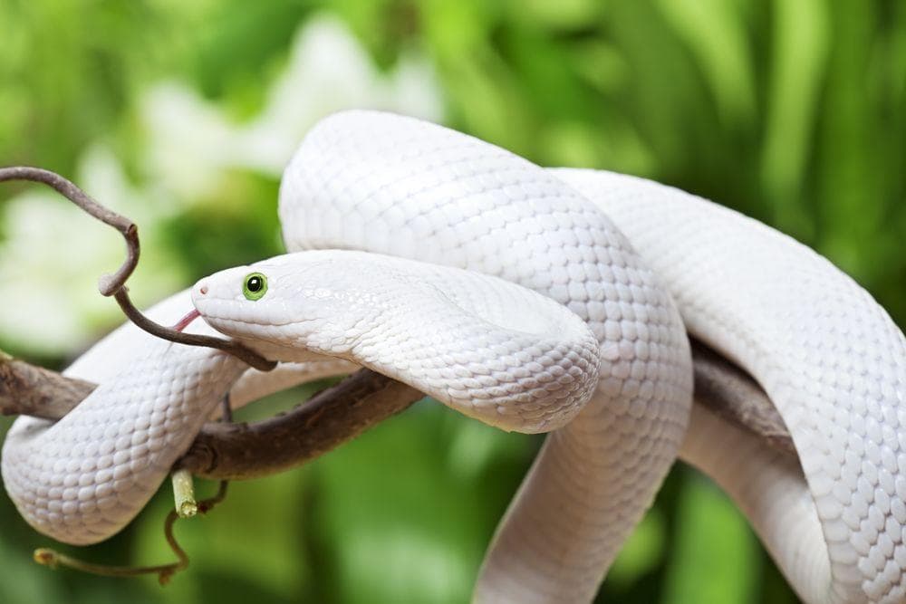 What The Different Colors Of Snakes Are Trying To Tell You