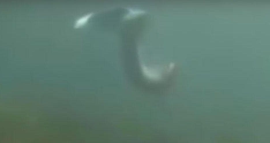 Mermaids The New Evidence Real