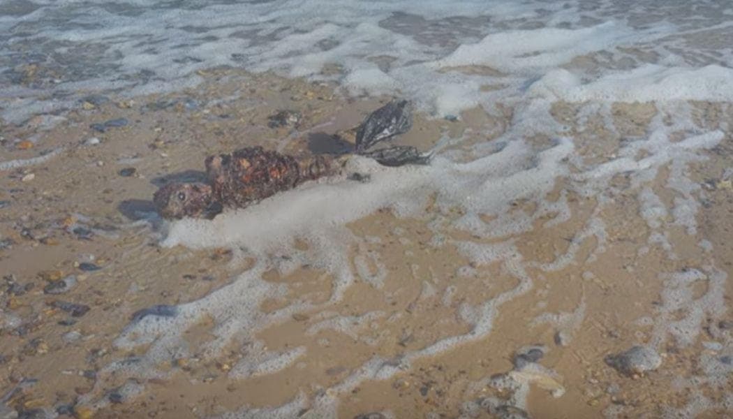 Are Mermaids Real? These Photos Seem To Suggest They Are