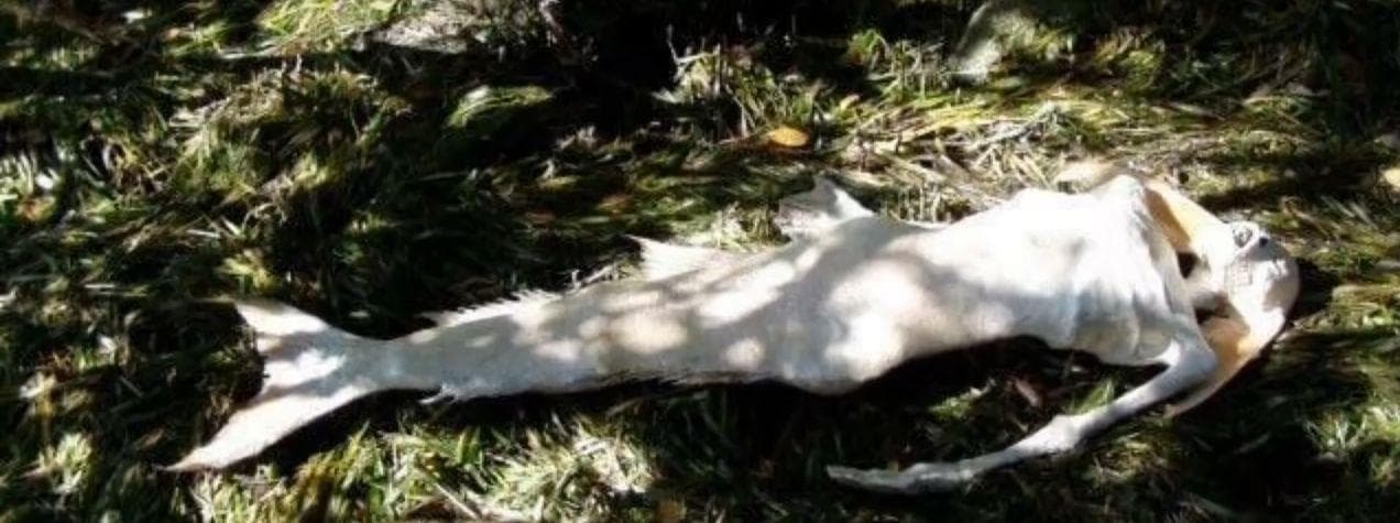 Are Mermaids Real? These Photos Seem To Suggest They Are