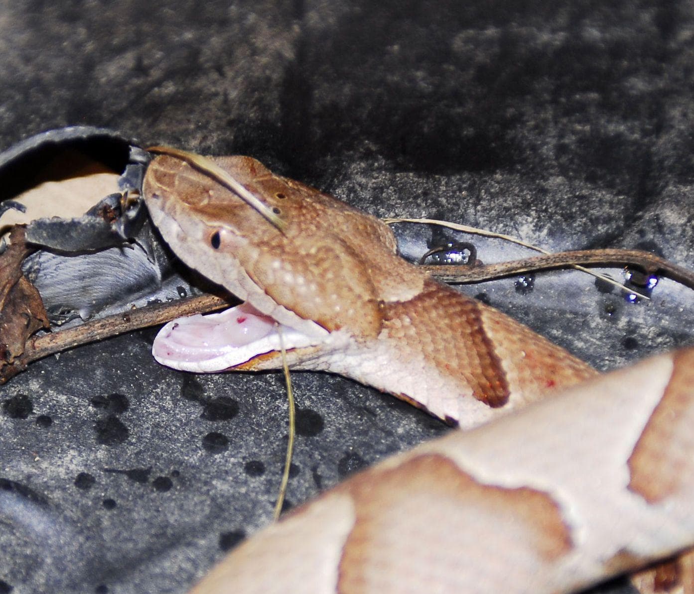 14 Of The Deadliest Animals In Florida