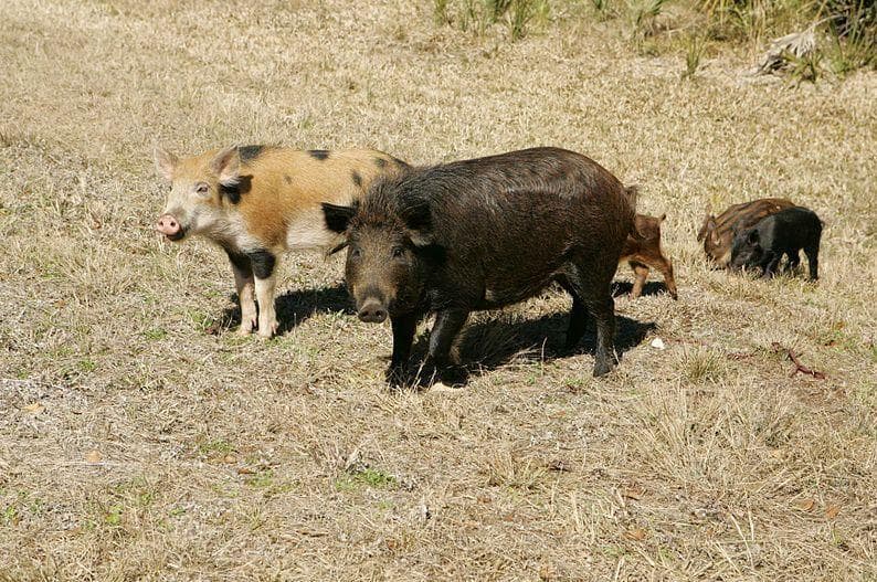 13 Deadly Animals in Texas That Can Easily Kill You