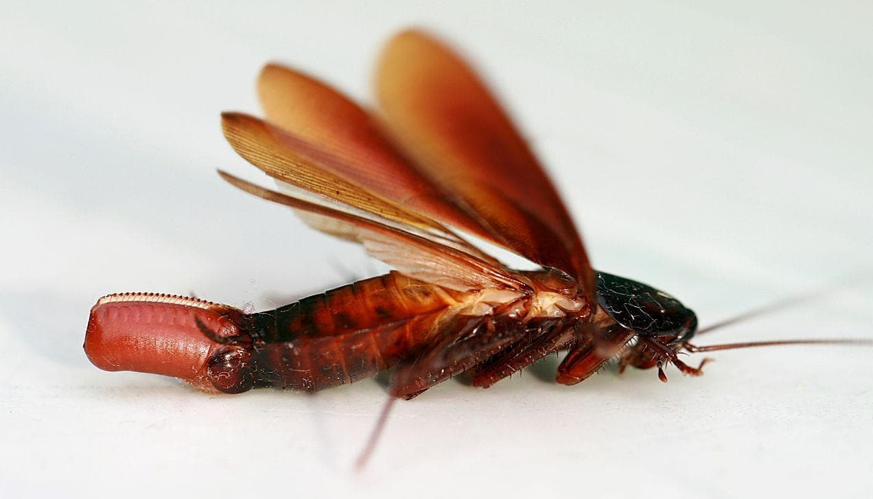 The Grossest Egg Sacs You'll Find In Nature (Photos)