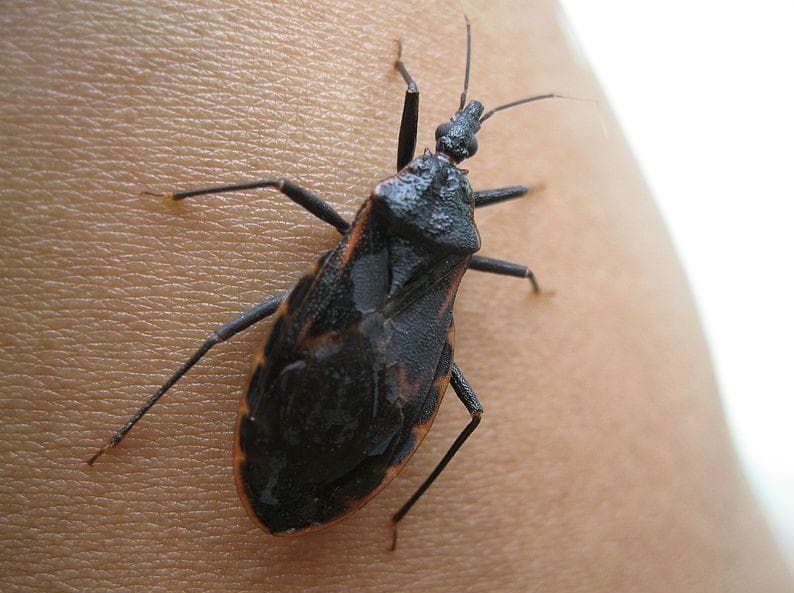 13 Deadly Animals in Texas That Can Easily Kill You