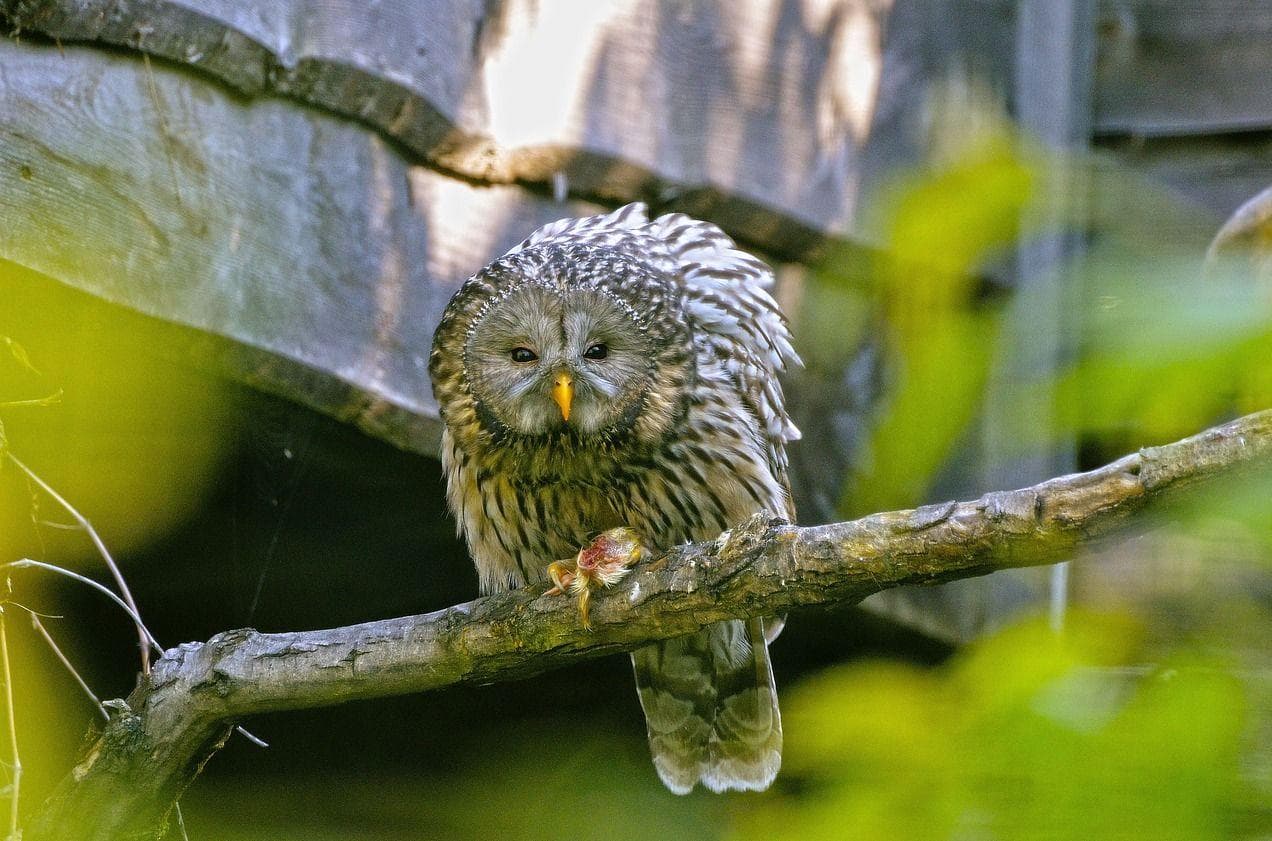 25 Surprisingly Scary Pictures of Owls
