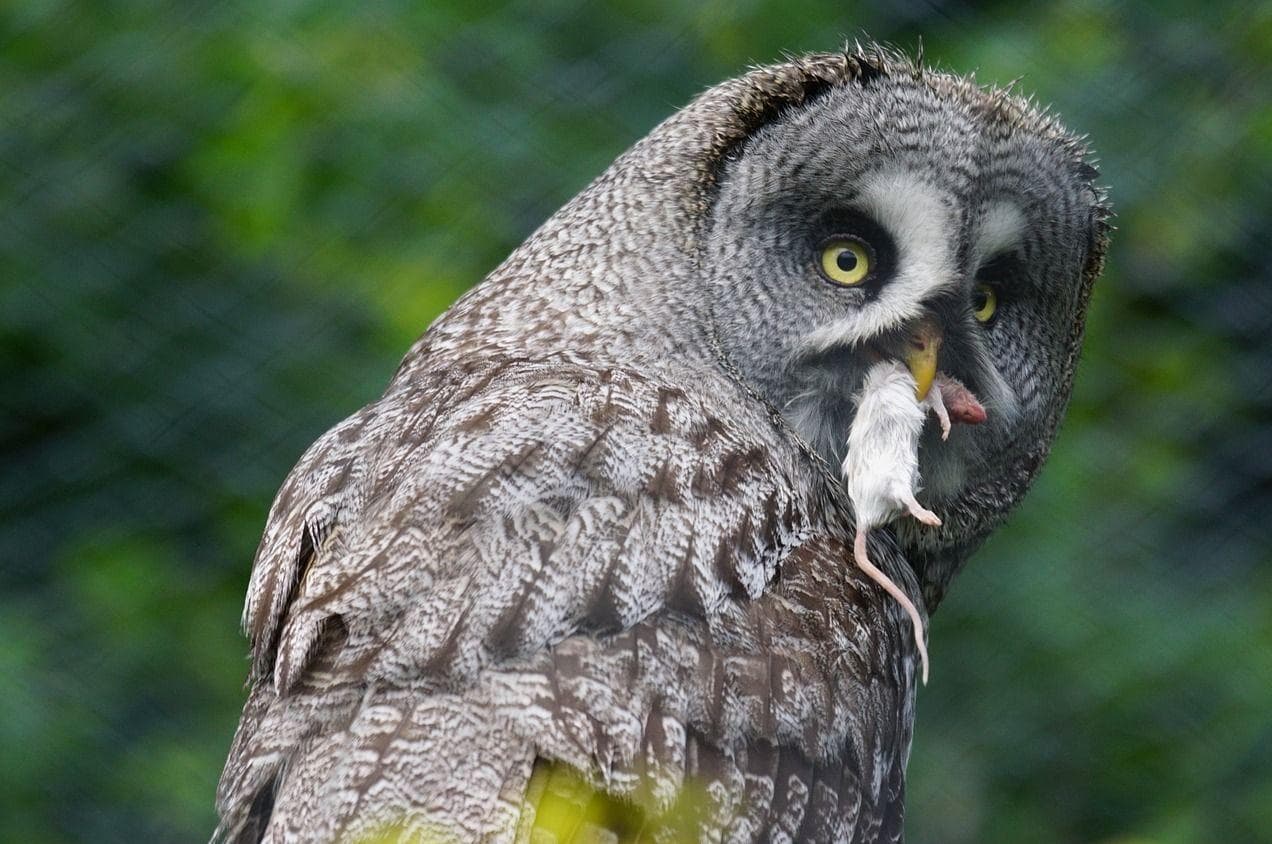25 Surprisingly Scary Pictures of Owls