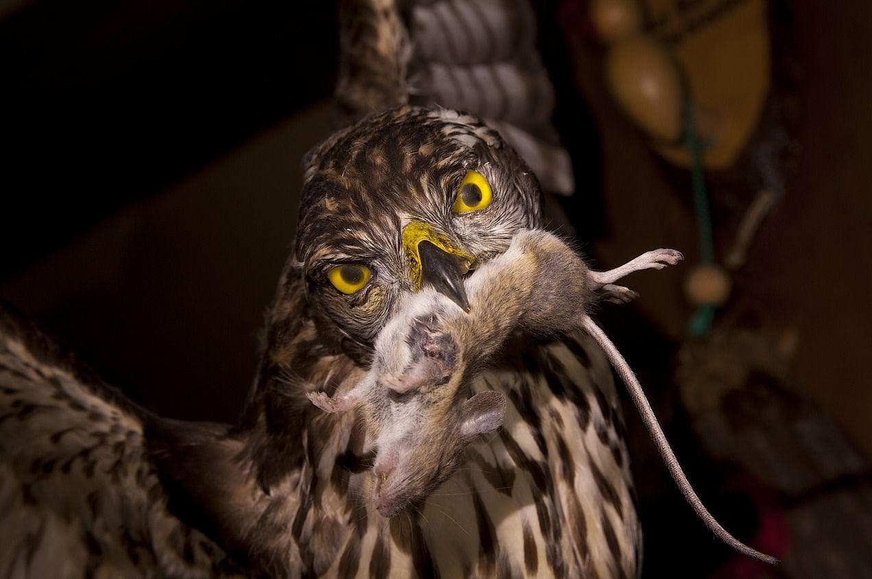 25 Surprisingly Scary Pictures of Owls