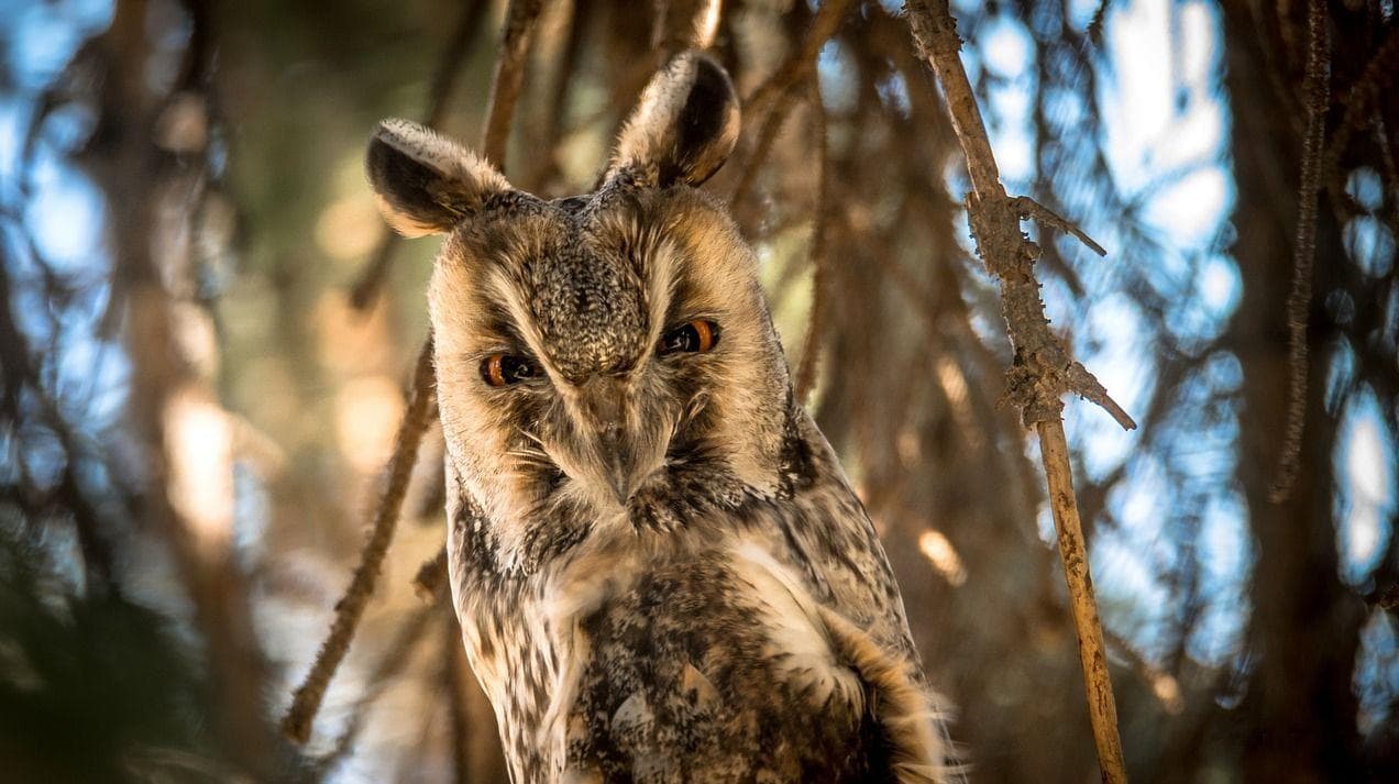 25 Surprisingly Scary Pictures of Owls