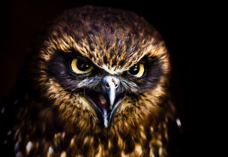 25 Surprisingly Scary Pictures of Owls