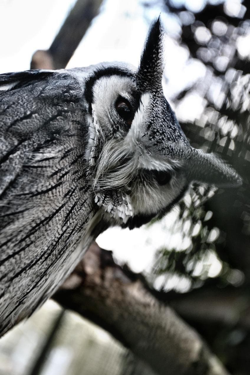 25 Surprisingly Scary Pictures of Owls