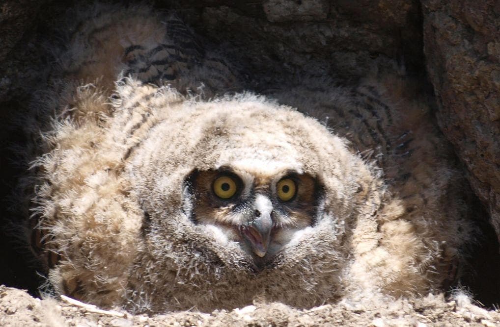 25 Surprisingly Scary Pictures of Owls