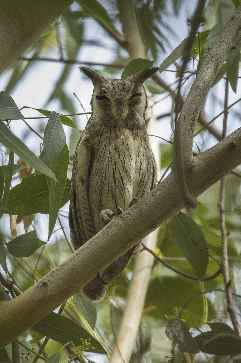 25 Surprisingly Scary Pictures of Owls
