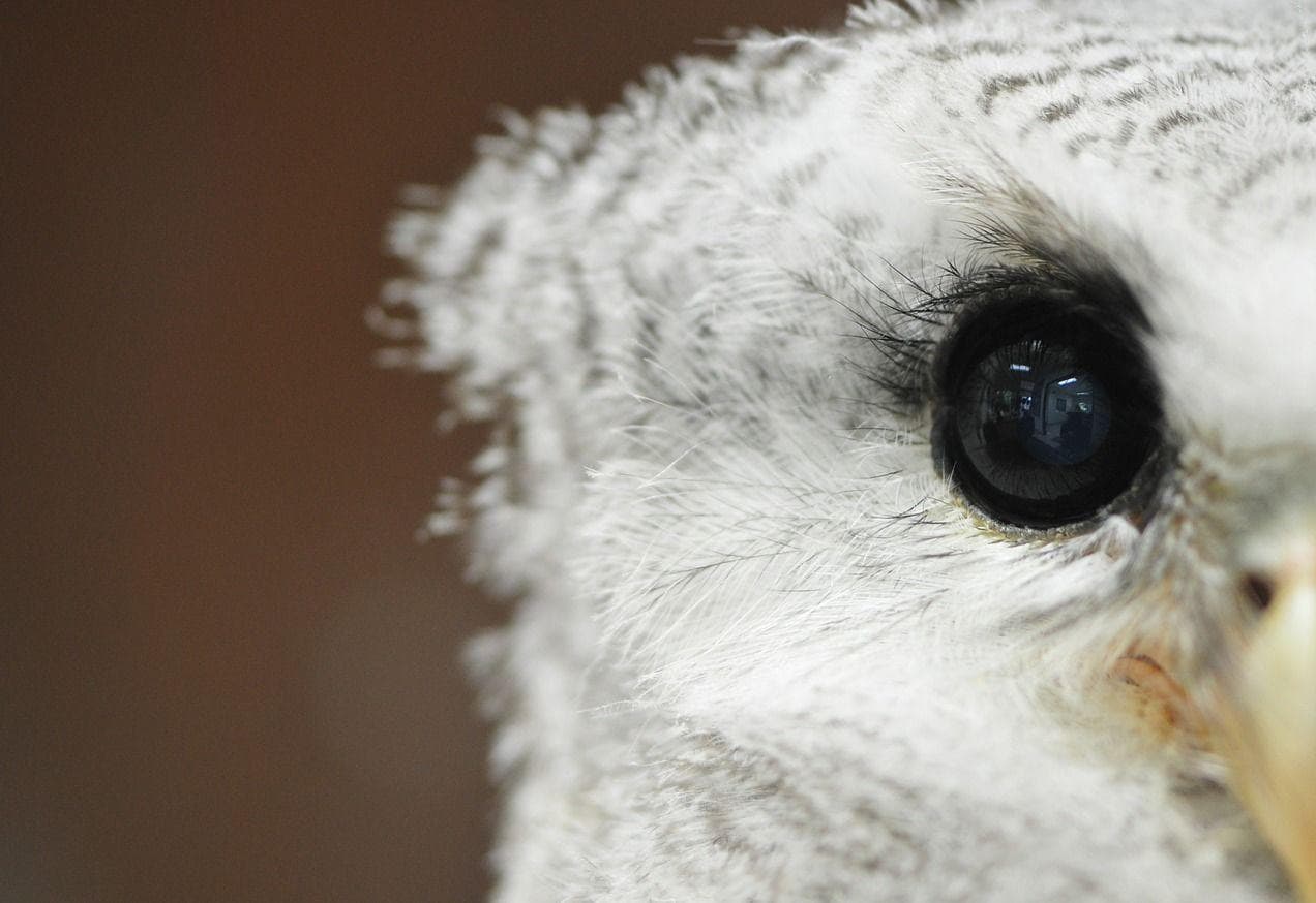 25 Surprisingly Scary Pictures of Owls