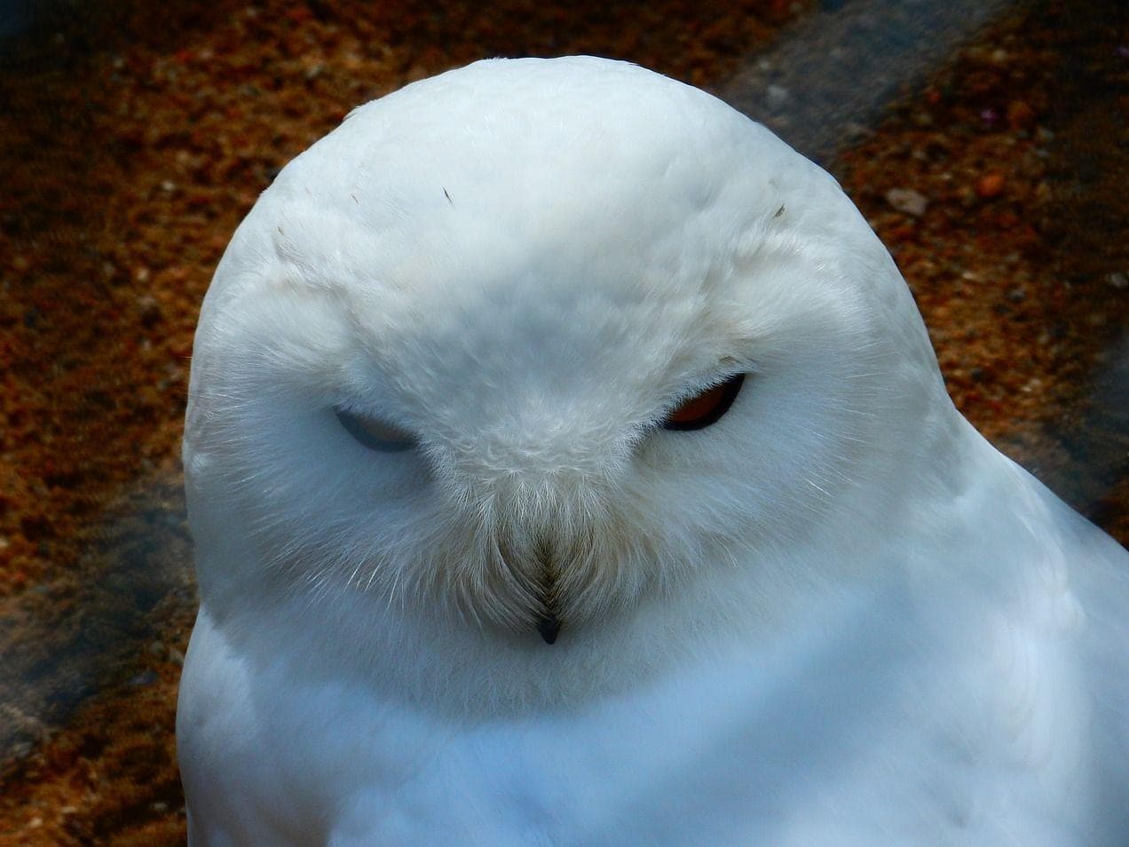25 Surprisingly Scary Pictures of Owls
