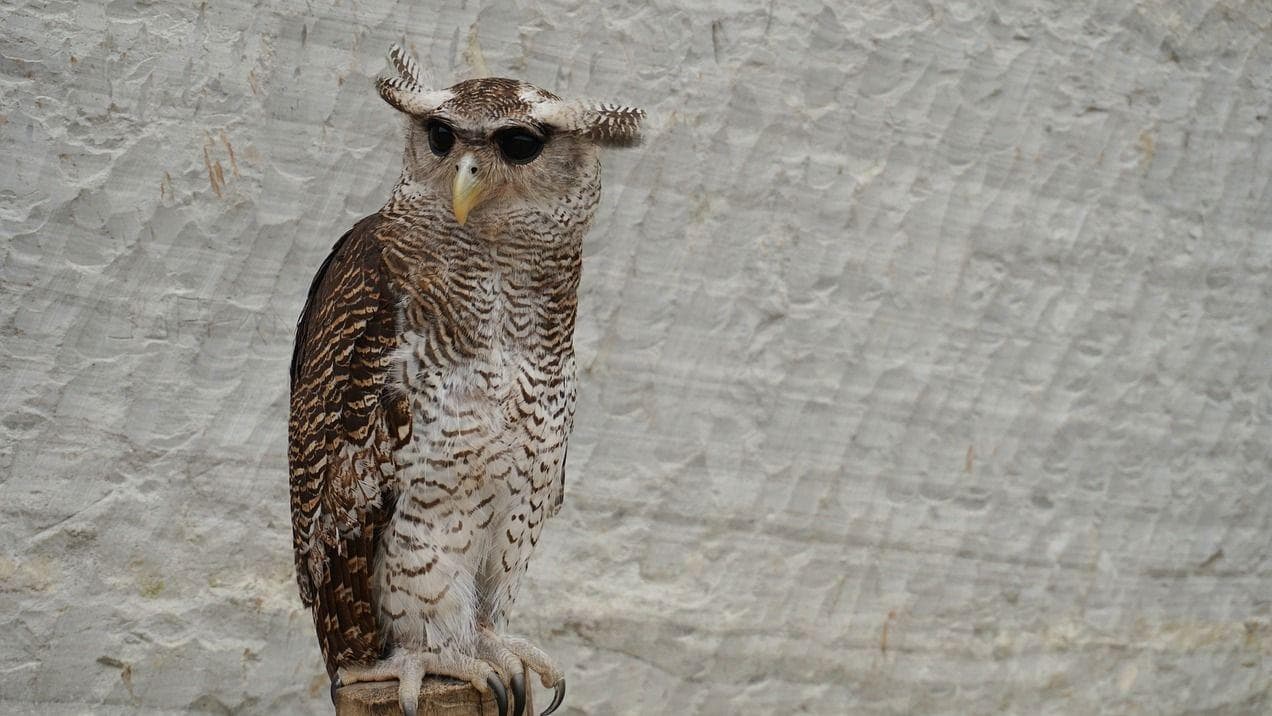 25 Surprisingly Scary Pictures of Owls