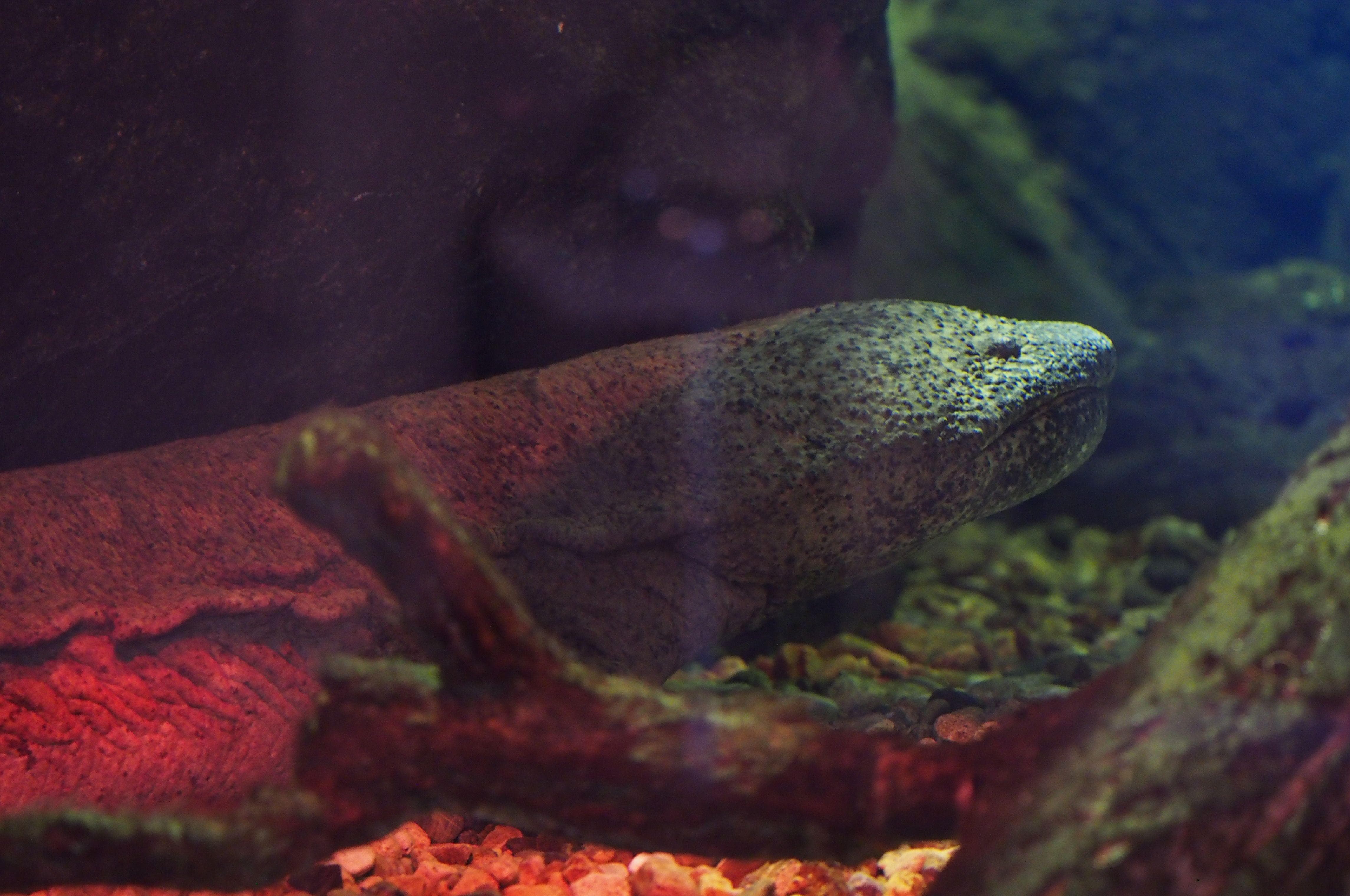 A Look At Chinese Giant Salamanders, The Largest Amphibians On Earth