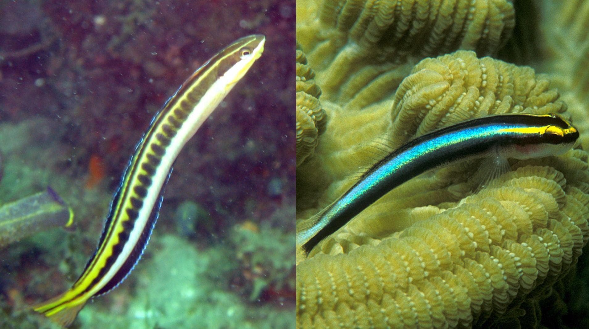 Animal Imposters: 15 Creatures That Fake It To Make It