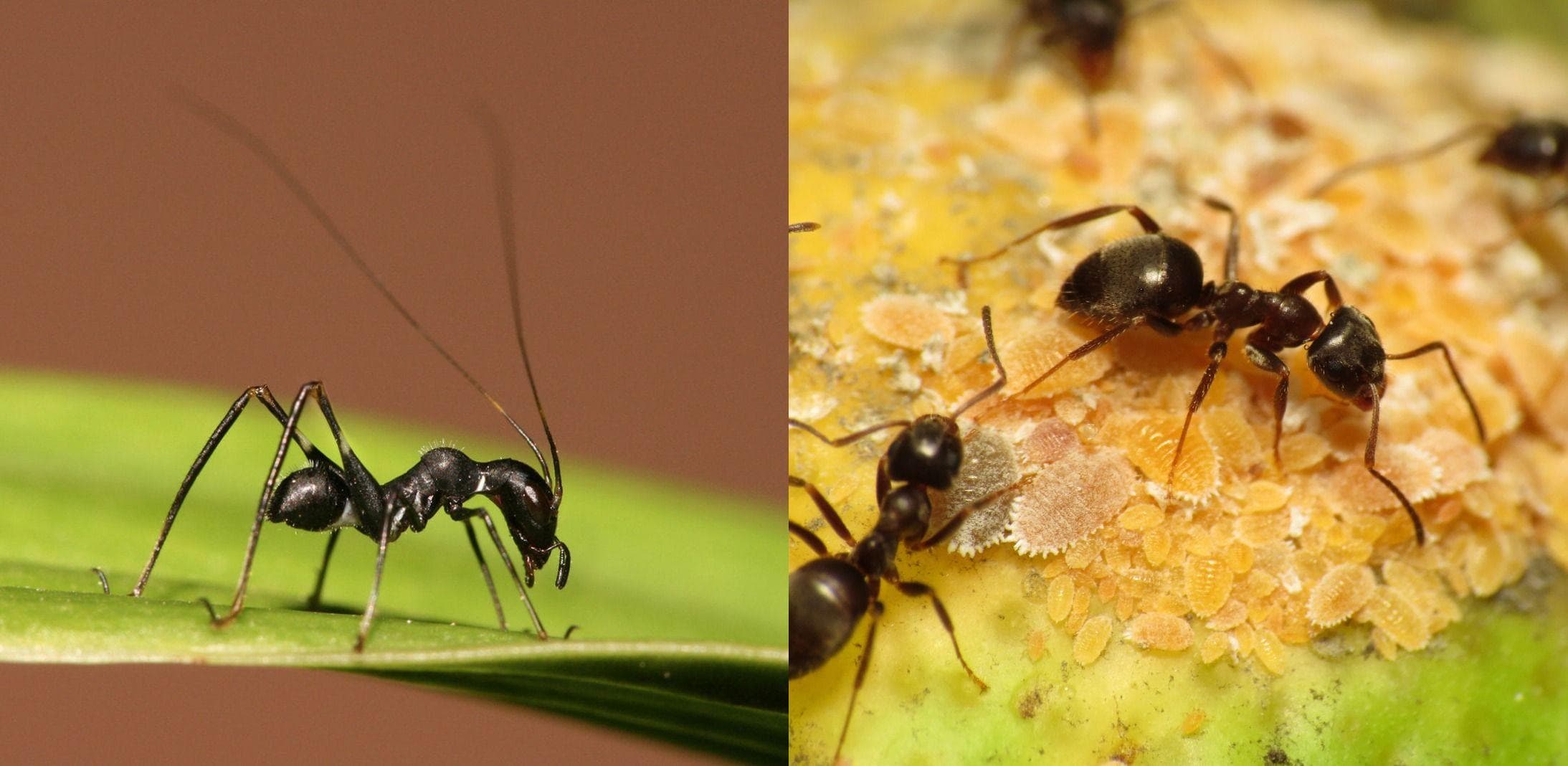 Animal Imposters: 15 Creatures That Fake It To Make It