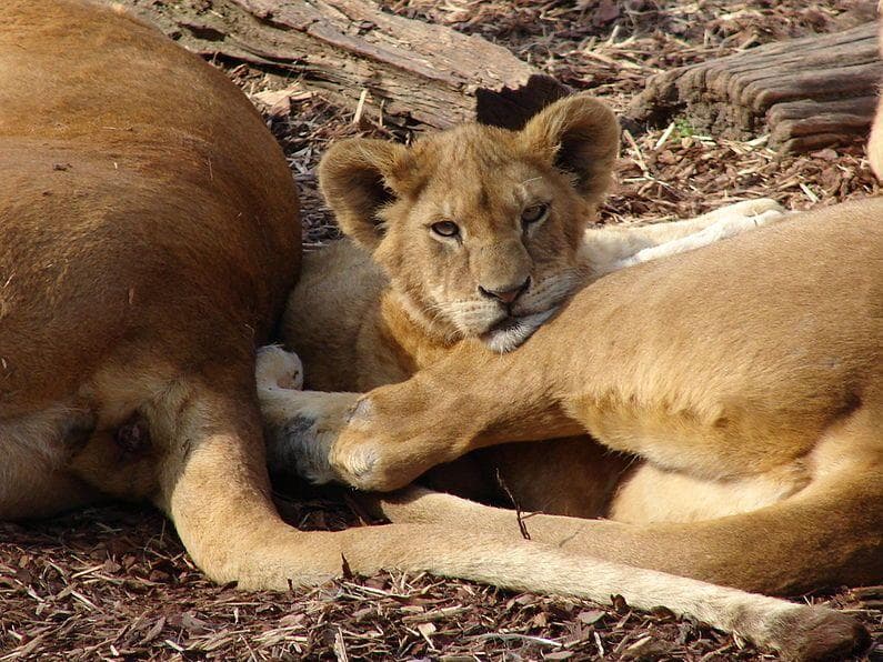 All The Inhumane Ways Zoos Psychologically Break Animals