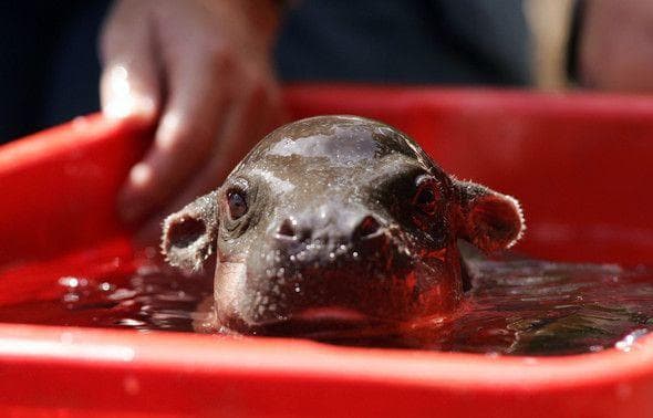 17 Adorable Baby Hippos That Are Cuteness Overload (Photos)