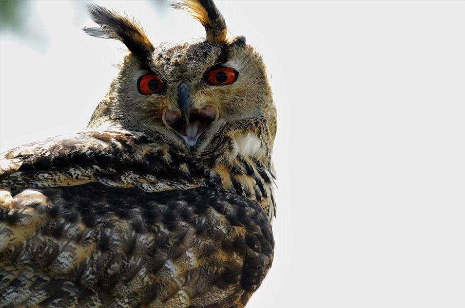 25 Surprisingly Scary Pictures of Owls