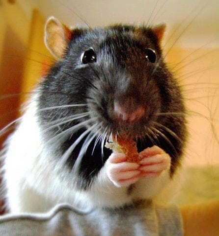 20 Rats Adorable Enough To Destroy Your Rat Phobia (Photos)