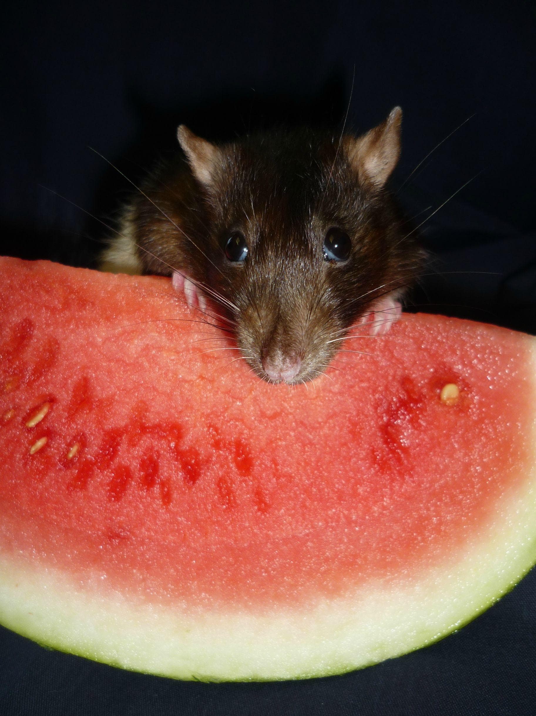 20 Rats Adorable Enough To Destroy Your Rat Phobia (Photos)