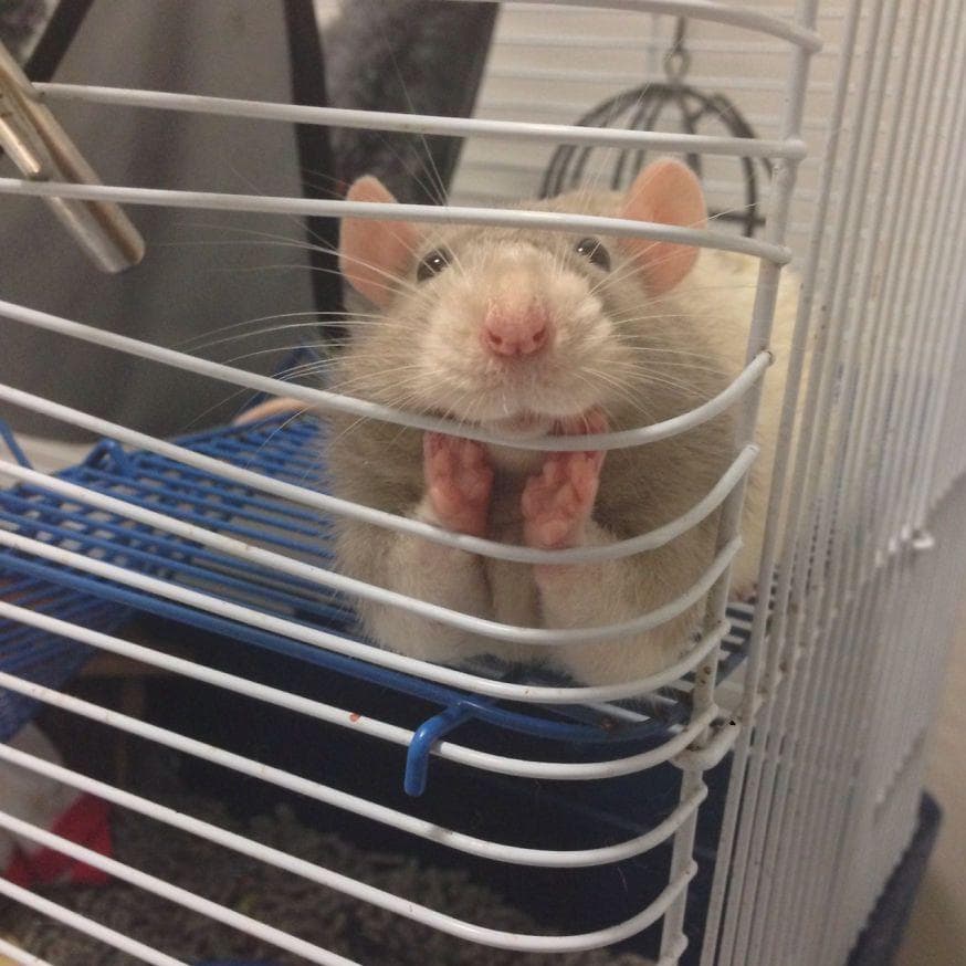20 Rats Adorable Enough To Destroy Your Rat Phobia (Photos)