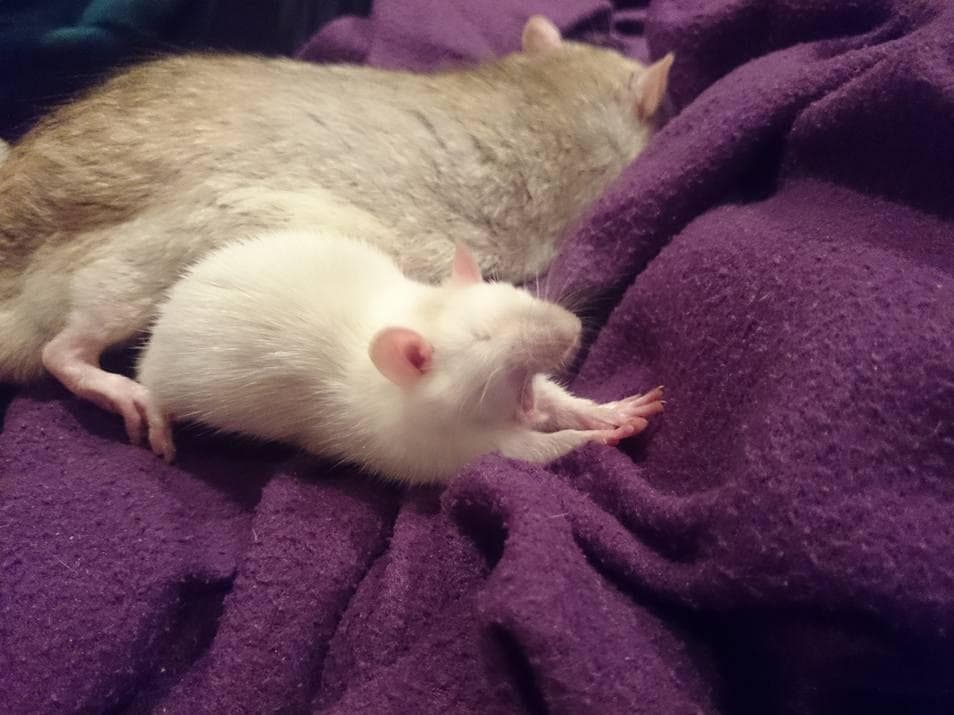 20 Rats Adorable Enough To Destroy Your Rat Phobia (Photos)