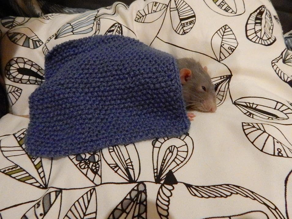 20 Rats Adorable Enough To Destroy Your Rat Phobia (Photos)