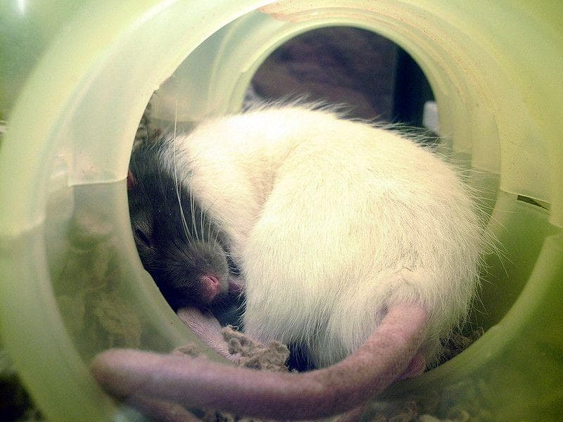 20 Rats Adorable Enough To Destroy Your Rat Phobia (Photos)