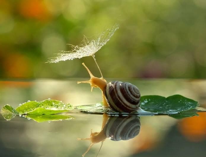 15 Ridiculously Cute Snail Photos That Will Make Your Heart Melt