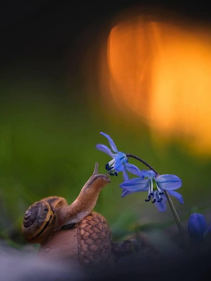 15 Ridiculously Cute Snail Photos That Will Make Your Heart Melt