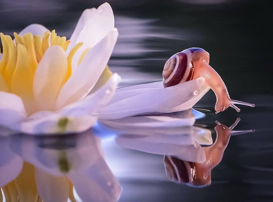 15 Ridiculously Cute Snail Photos That Will Make Your Heart Melt