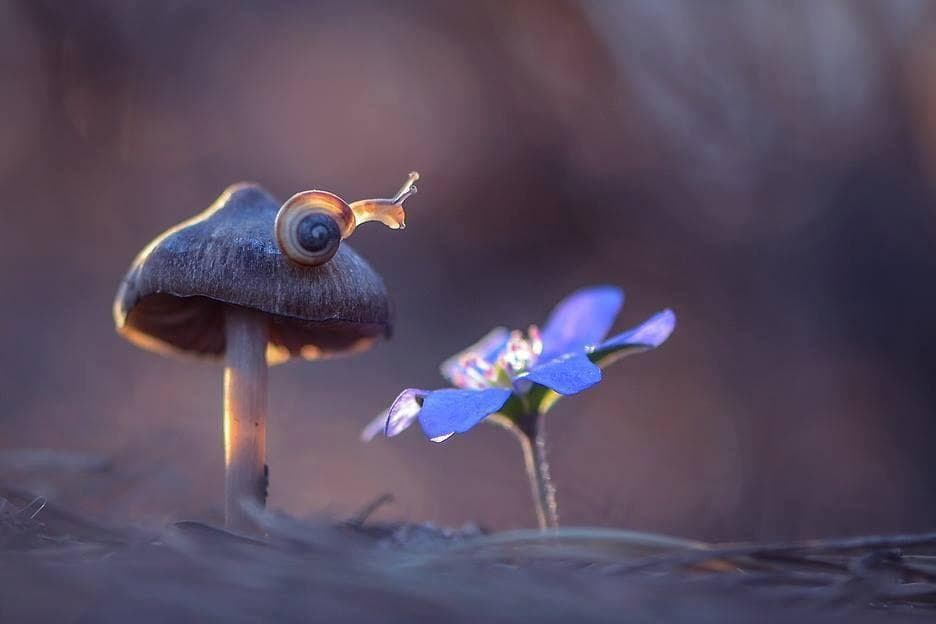 15 Ridiculously Cute Snail Photos That Will Make Your Heart Melt