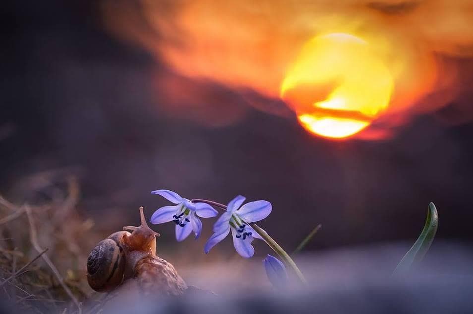 15 Ridiculously Cute Snail Photos That Will Make Your Heart Melt