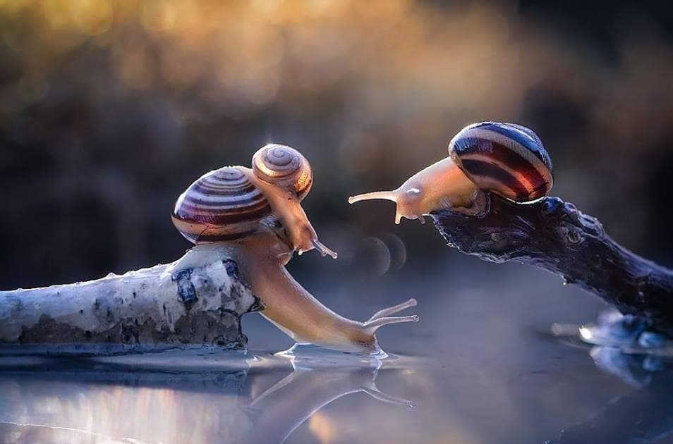 15 Ridiculously Cute Snail Photos That Will Make Your Heart Melt