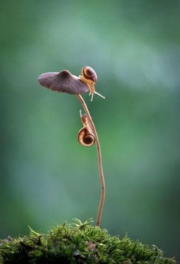 15 Ridiculously Cute Snail Photos That Will Make Your Heart Melt