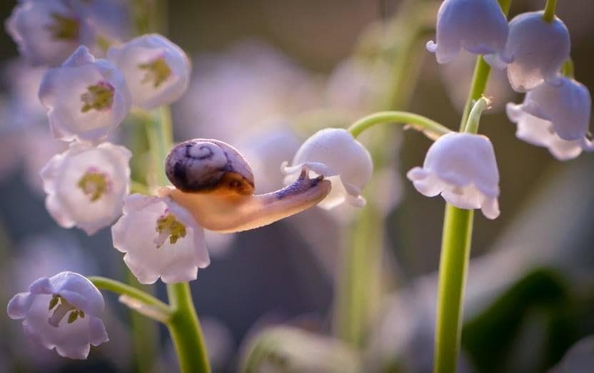 15 Ridiculously Cute Snail Photos That Will Make Your Heart Melt