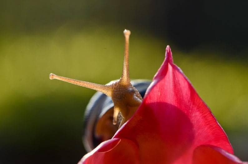 15 Ridiculously Cute Snail Photos That Will Make Your Heart Melt
