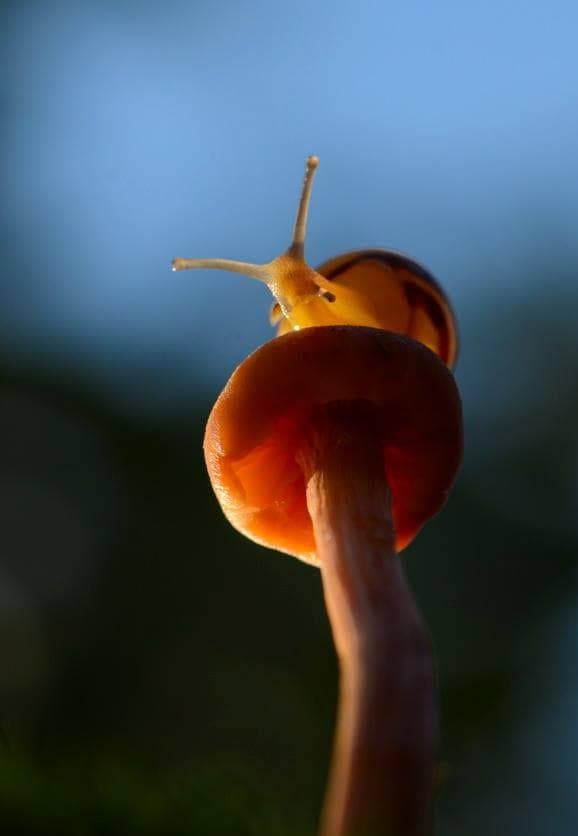 15 Ridiculously Cute Snail Photos That Will Make Your Heart Melt