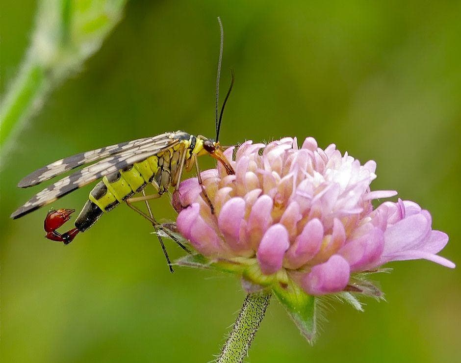 11 Things You Didn't Know About Scorpionflies