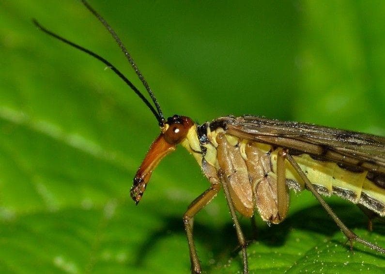 11 Things You Didn't Know About Scorpionflies