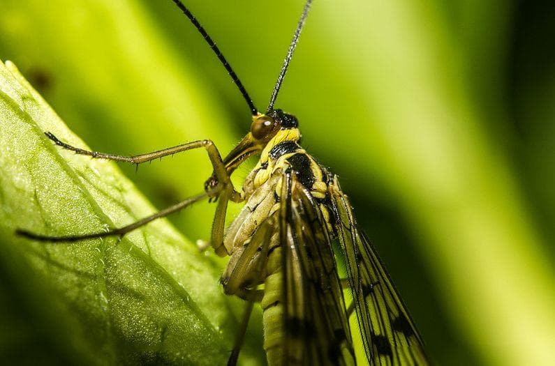 11 Things You Didn't Know About Scorpionflies