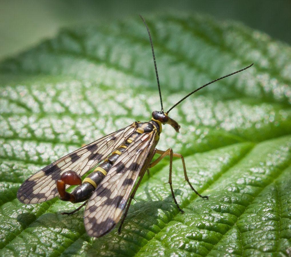 11 Things You Didn't Know About Scorpionflies